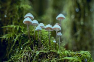 170 Top Animal Rights Research Paper Topics And Ideas
